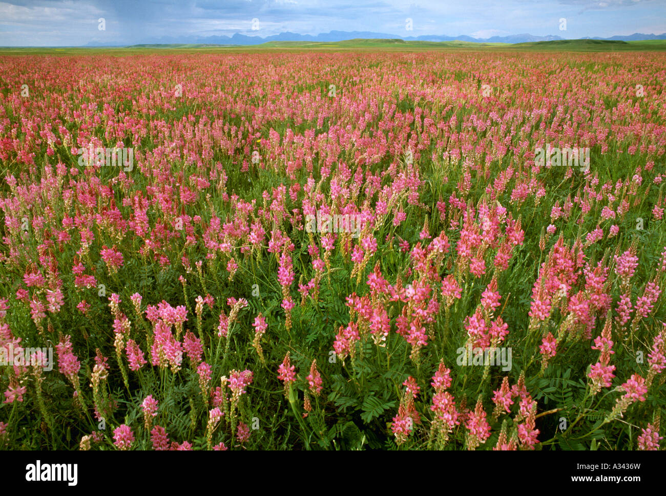 Agriculture - Sainfoin, a forage and hay crop that grows along Montana ...