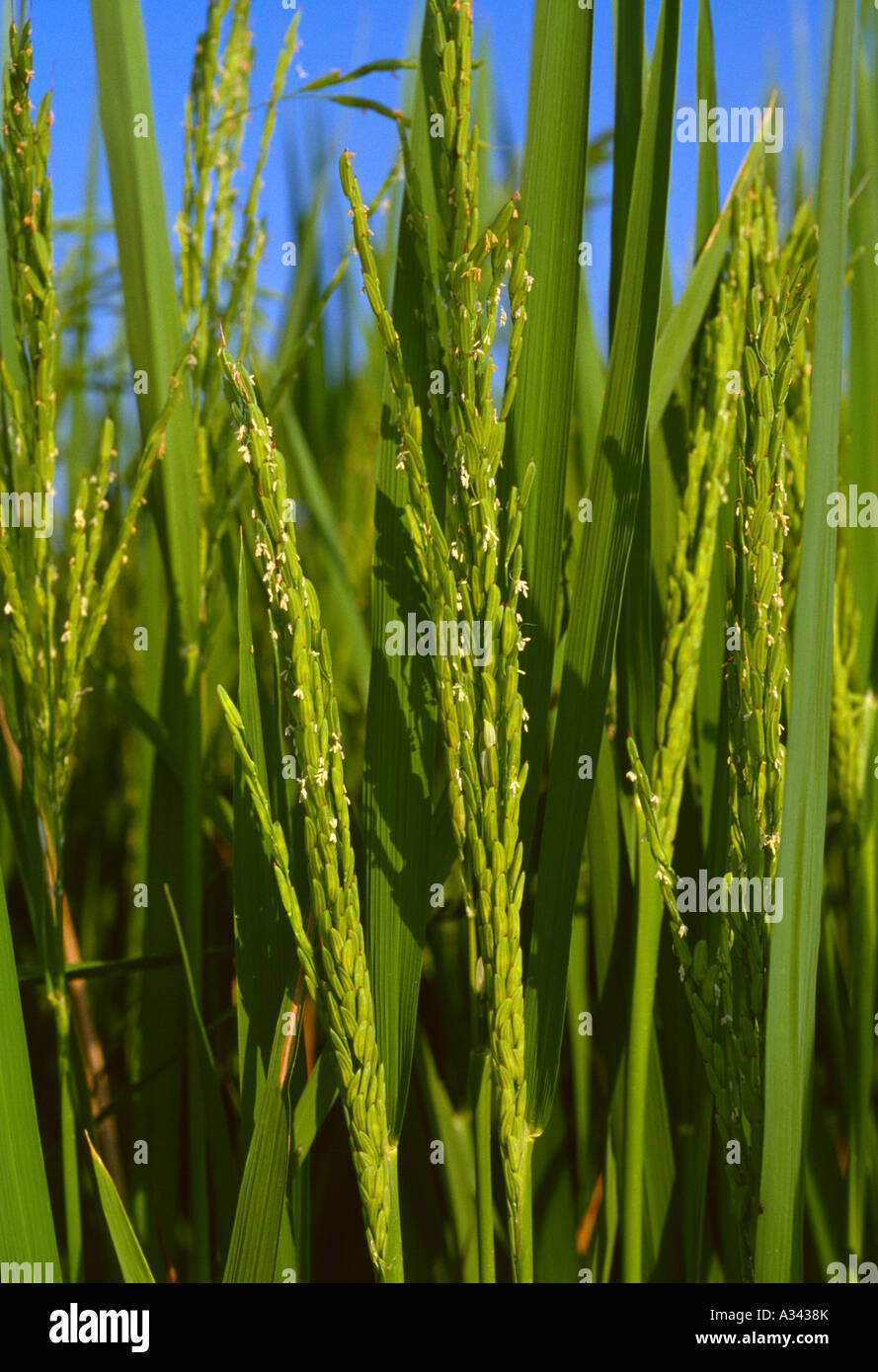 Immature rice plants hi-res stock photography and images - Alamy