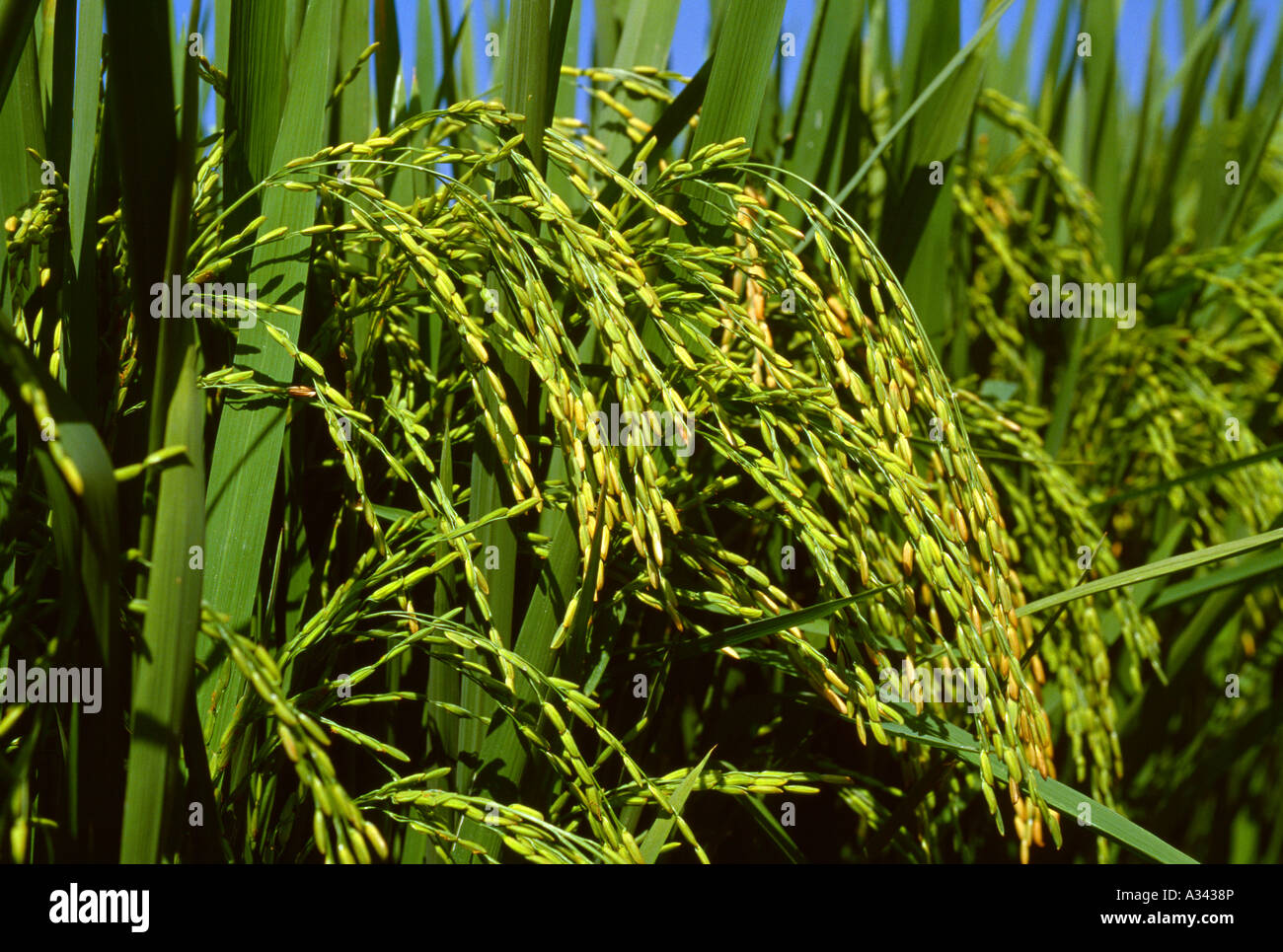 Agriculture - Closeup of maturing rice heads, Priscilla variety ...