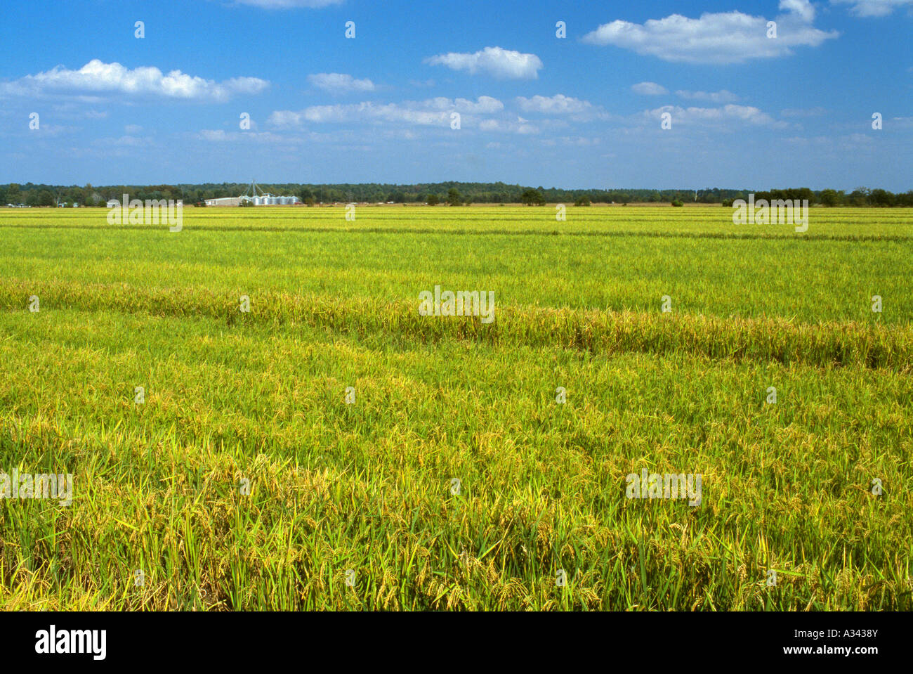 Agriculture - Large field of harvest stage rice with parallel levees ...