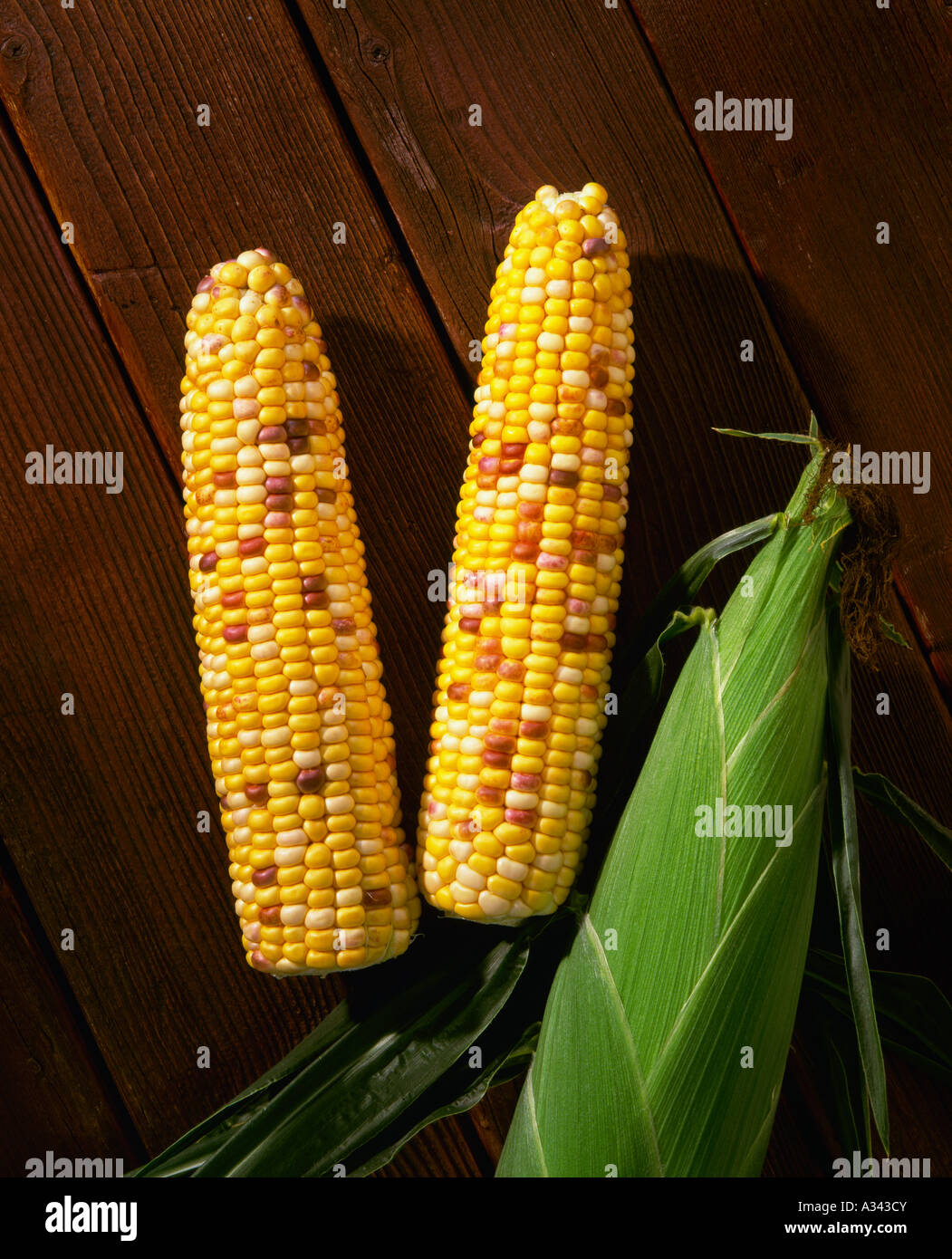Agriculture - Three ears of tri color sweet corn with one still in it's ...