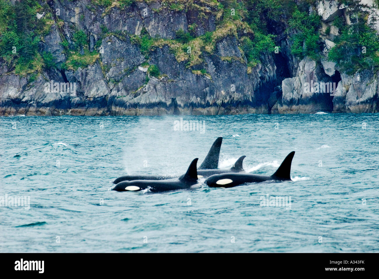 A pod of orcas surfaces in Kenai Fiords National Park, Alaska Stock ...