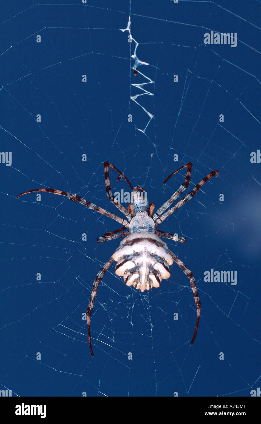 Spider Argiope trifasciata Mirleft Morocco Stock Photo - Alamy