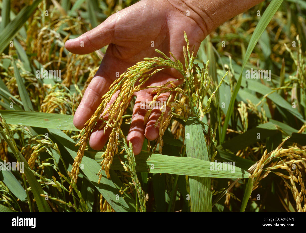 Hands plant rice in rice fields hi-res stock photography and images - Alamy