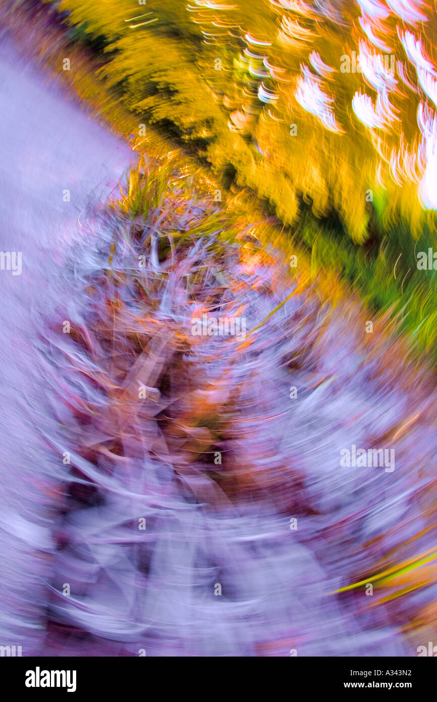 Abstract swirl of a tree with yellow leaves Stock Photo - Alamy