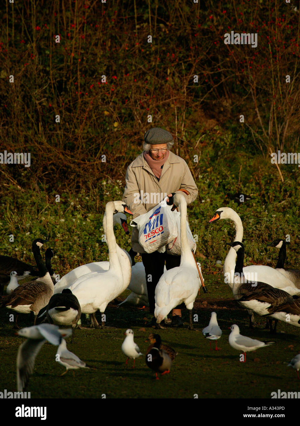 Older lady feeding Swand Geese and ducks Stock Photo - Alamy
