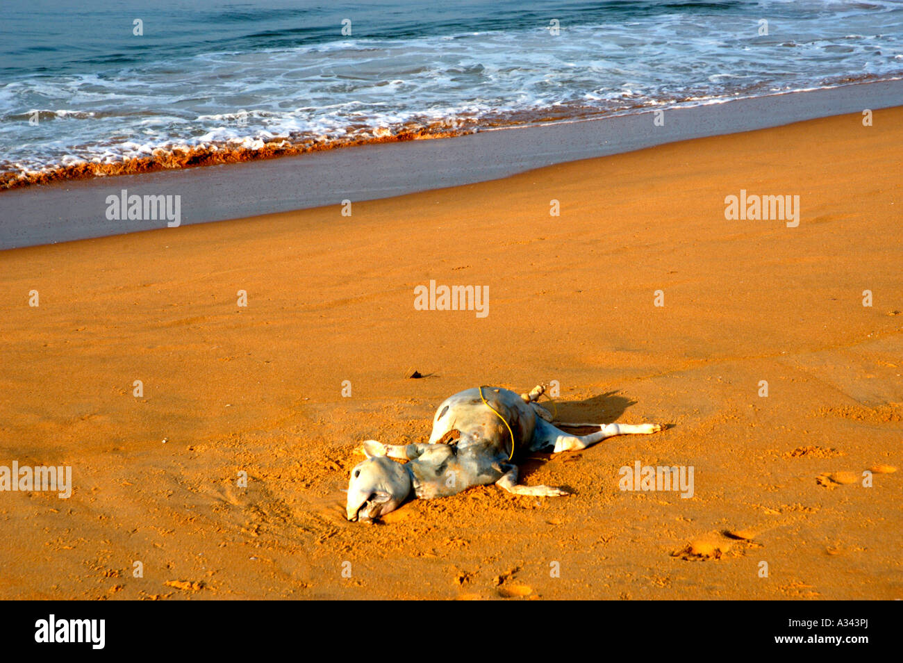 DECAYED CARCASS OF DEAD DOG FOUND IN SANGHUMUGHOM BEACH TRIVANDRUM ...