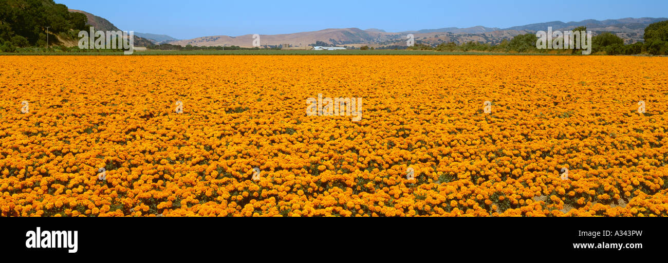 Lompoc flower fields hi-res stock photography and images - Alamy
