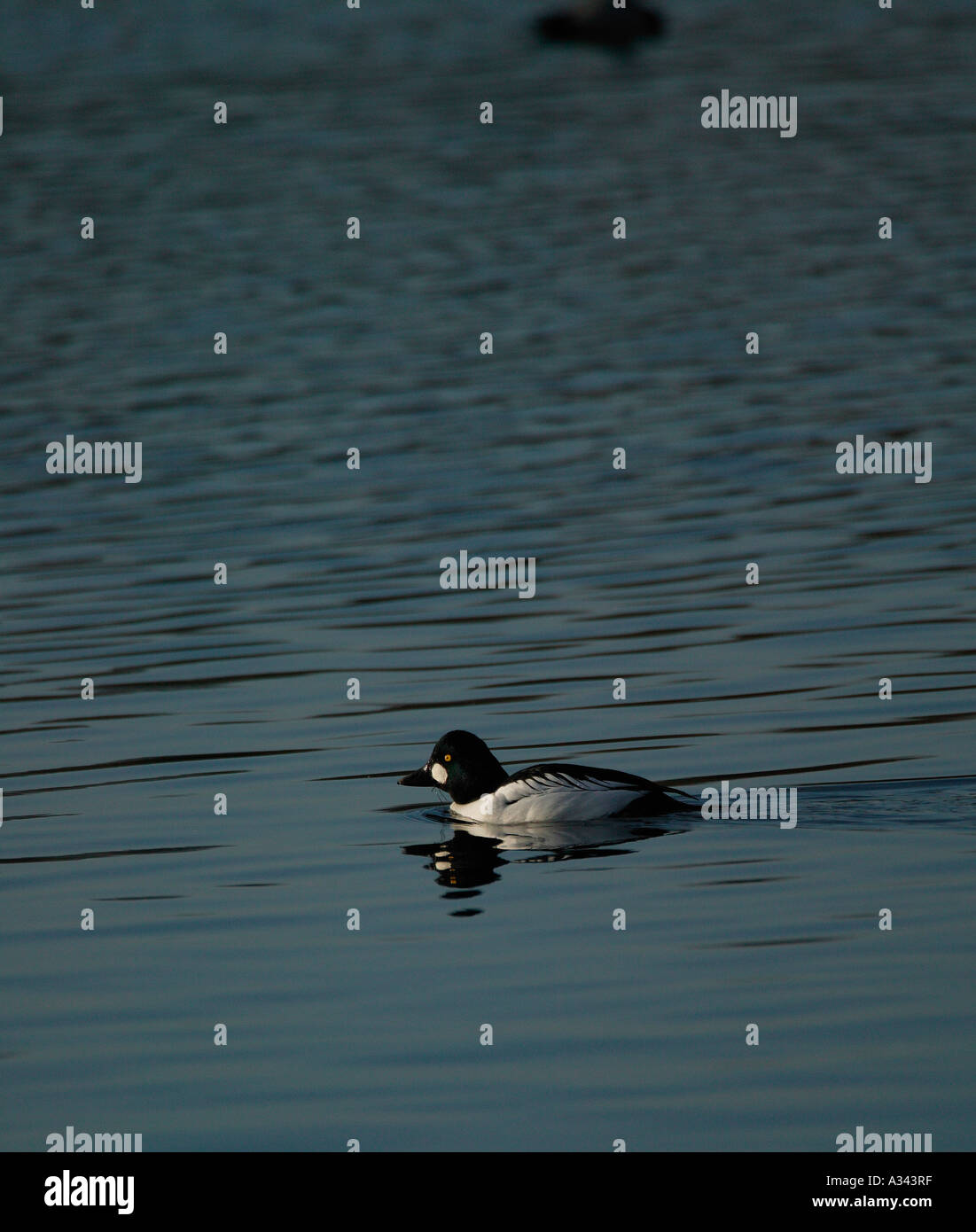 The edinburgh eye hi-res stock photography and images - Alamy