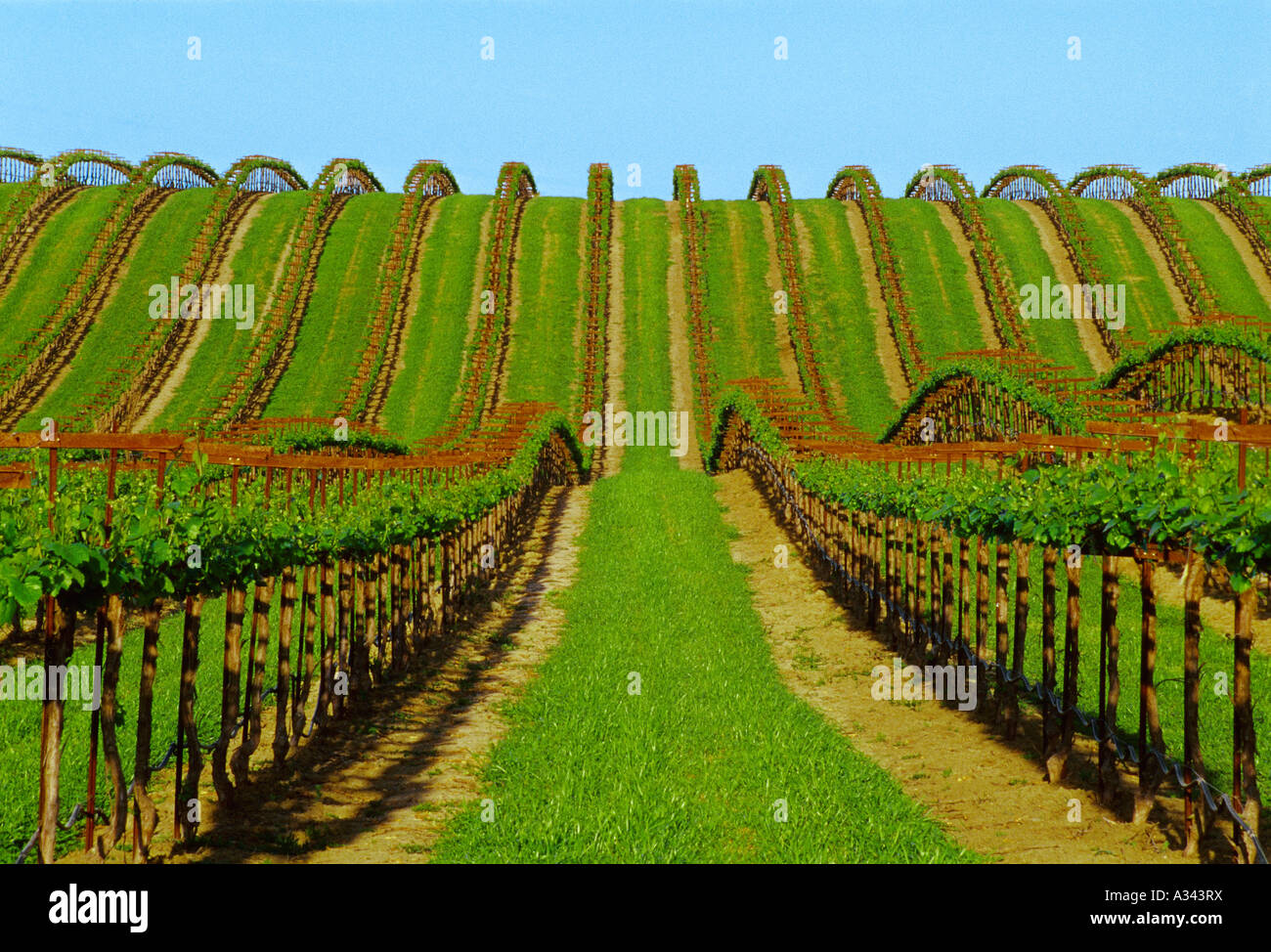 Crops between vineyard rows hi-res stock photography and images - Alamy