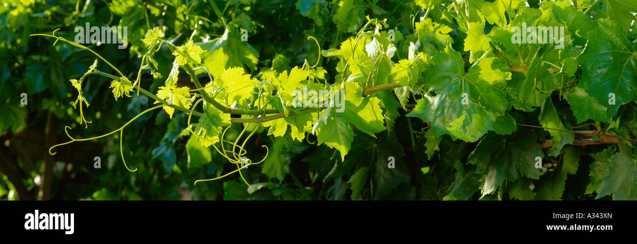 Agriculture - Closeup of a backlit grapevine cane showing mid summer ...