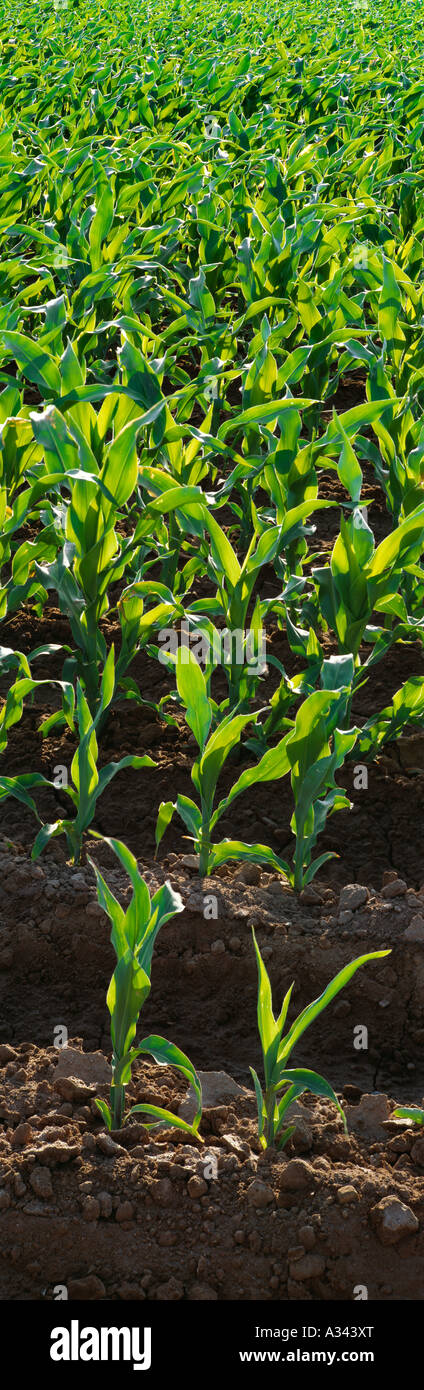 Early crop sweet corn growing hi-res stock photography and images - Alamy