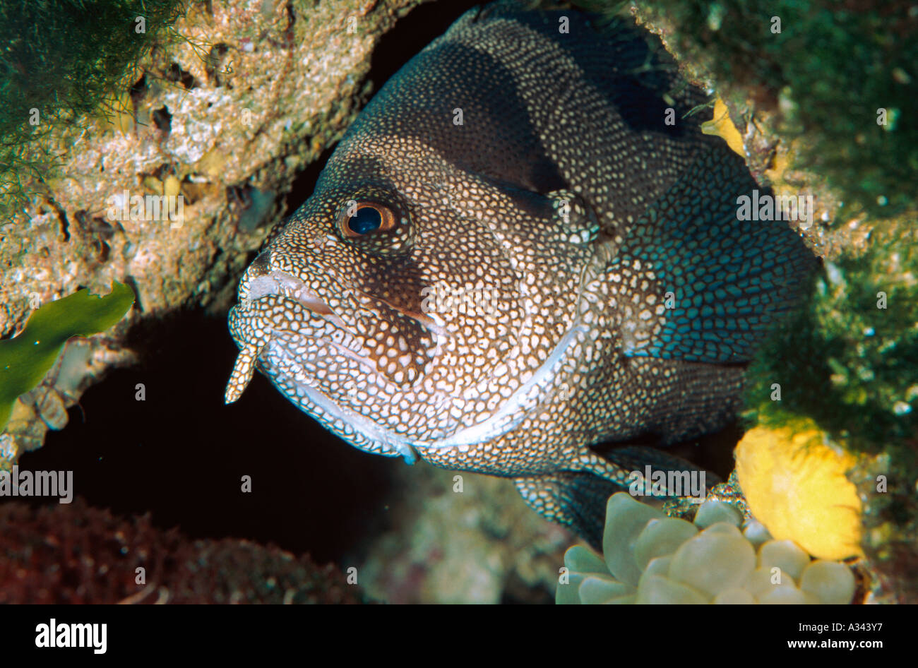 Spotted soapfish Pogonoperca punctata Aquarium Stock Photo - Alamy