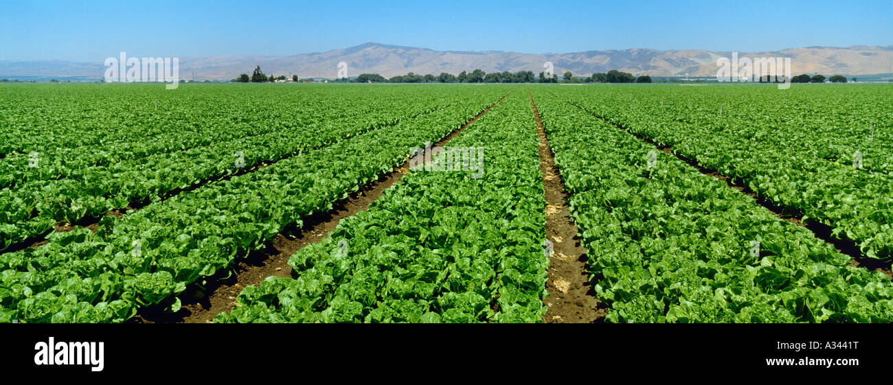 Agriculture - Field of mid growth Romaine lettuce plants / Salinas ...