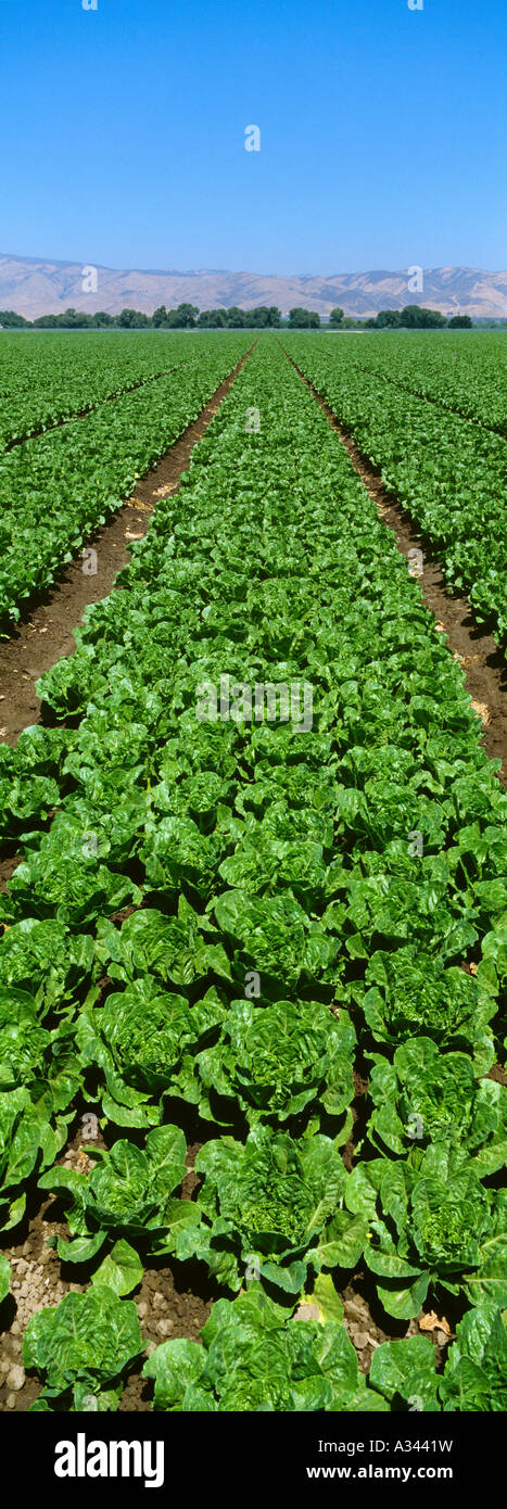 Agriculture - Field of mid growth Romaine lettuce plants / Salinas ...
