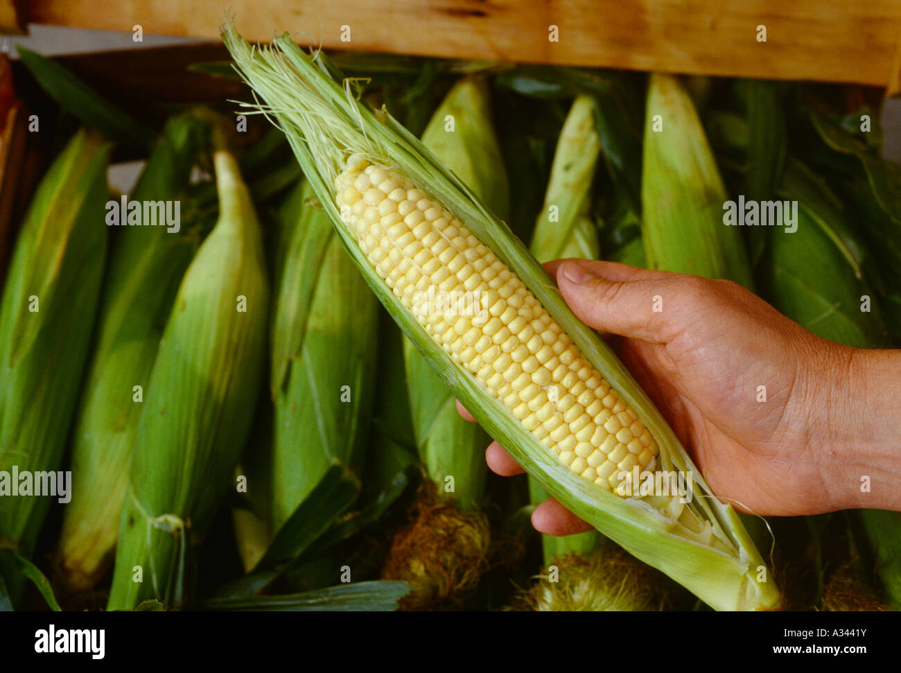 Agriculture - A man's hand holds a partially husked ear of sweet corn ...