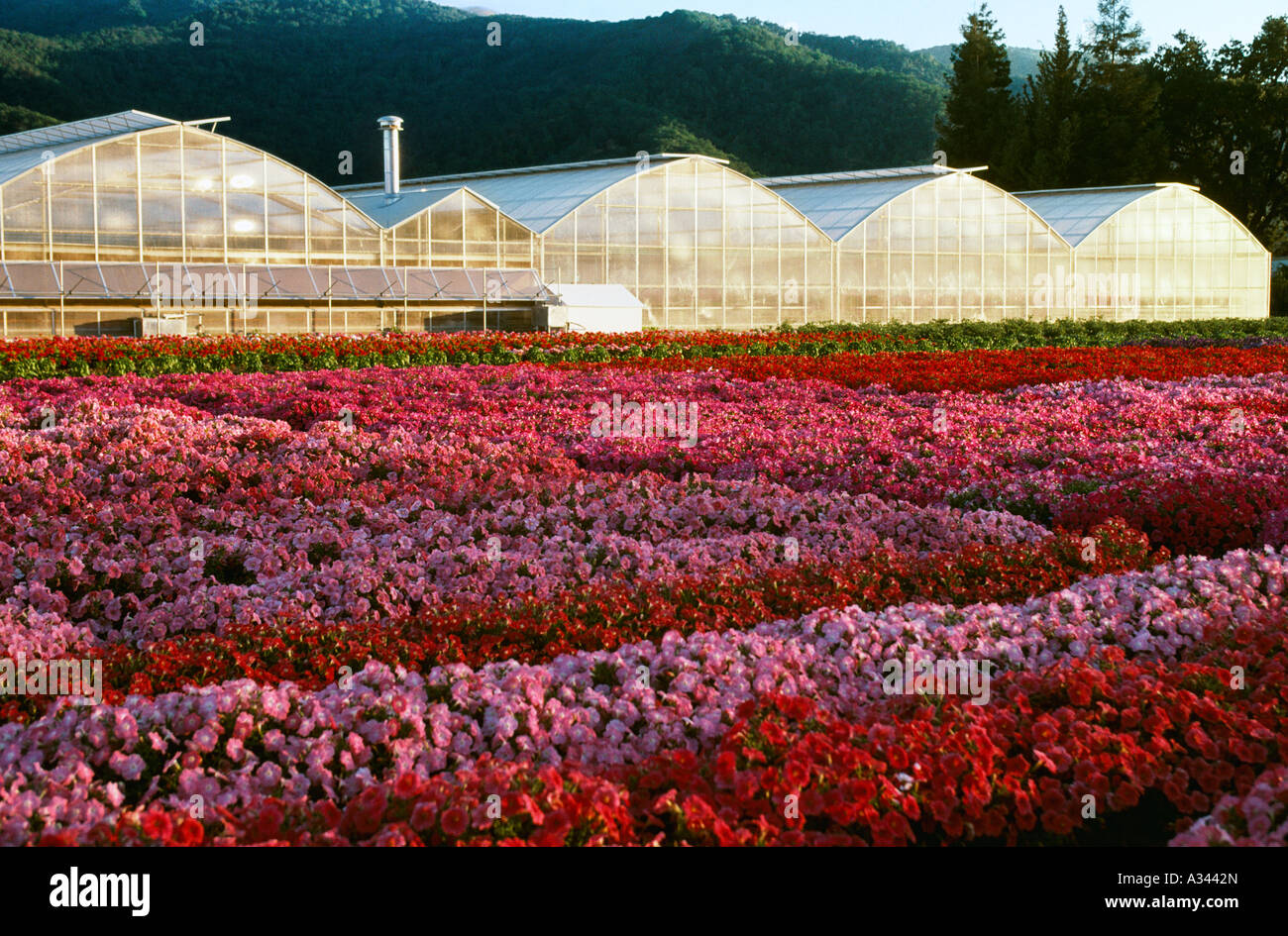 Agriculture - Field of commercially grown petunias at a nursery with ...