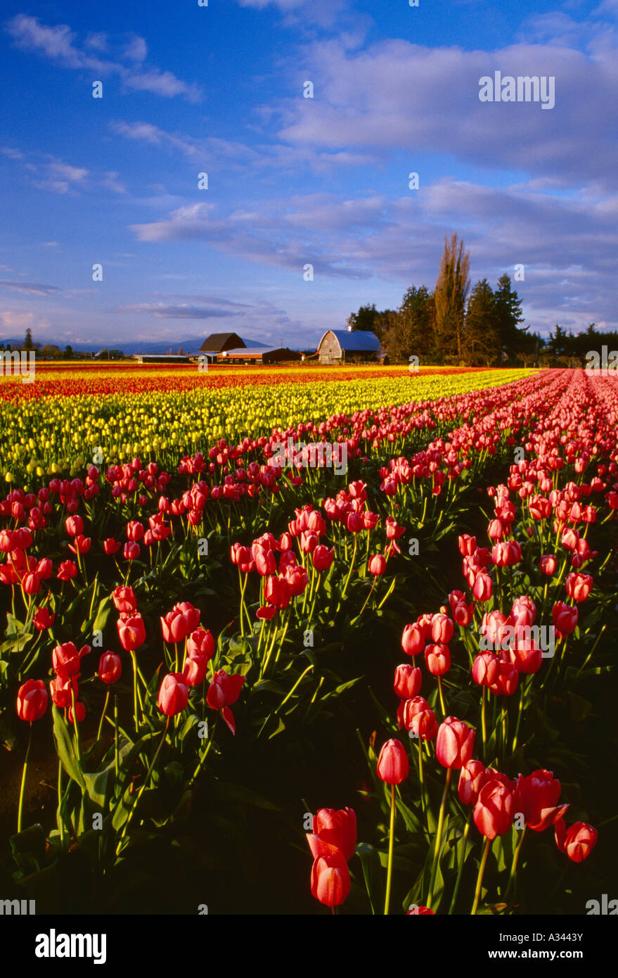 Rows of vibrant pink yellow and red tulips at a commercial flower farm ...