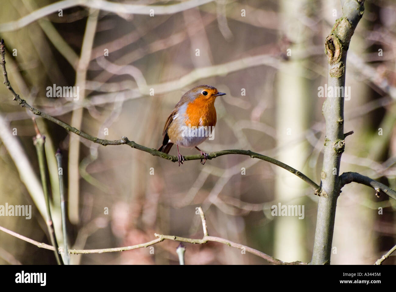 Robin about to fly hi-res stock photography and images - Alamy