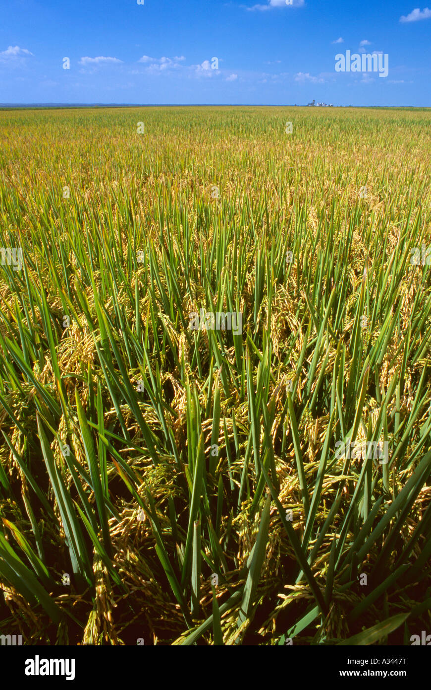 Agriculture - Field of mature near harvest stage rice / Arkansas, USA ...