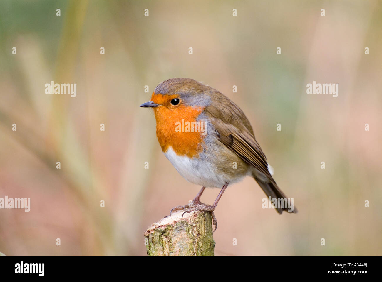 robin perched on a branch Stock Photo - Alamy