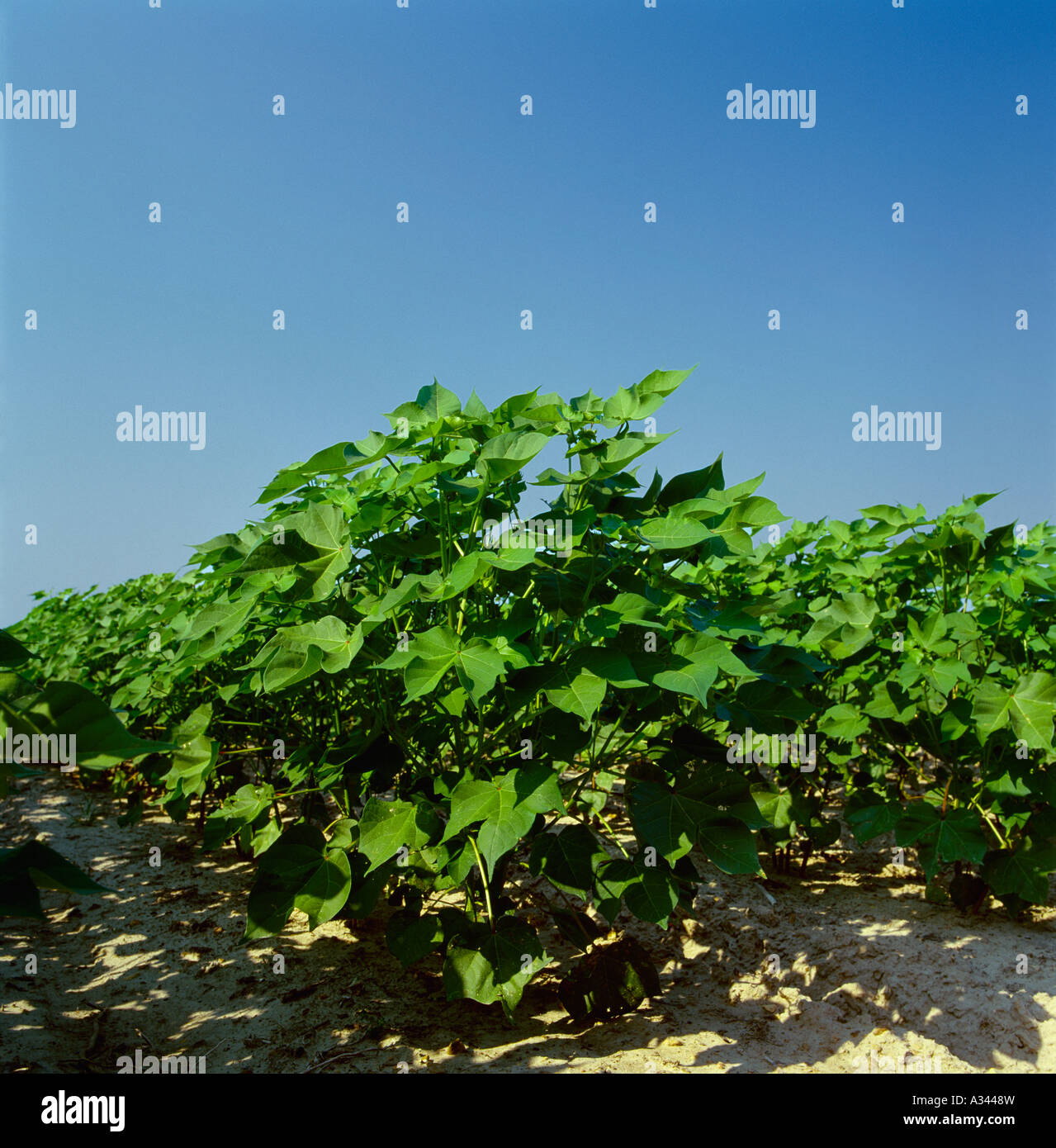 Cotton flowering growth stage hi-res stock photography and images - Alamy