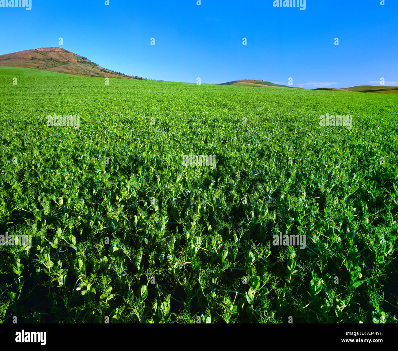 Agriculture - Mid growth bloom stage lentil plants in the rolling hills ...