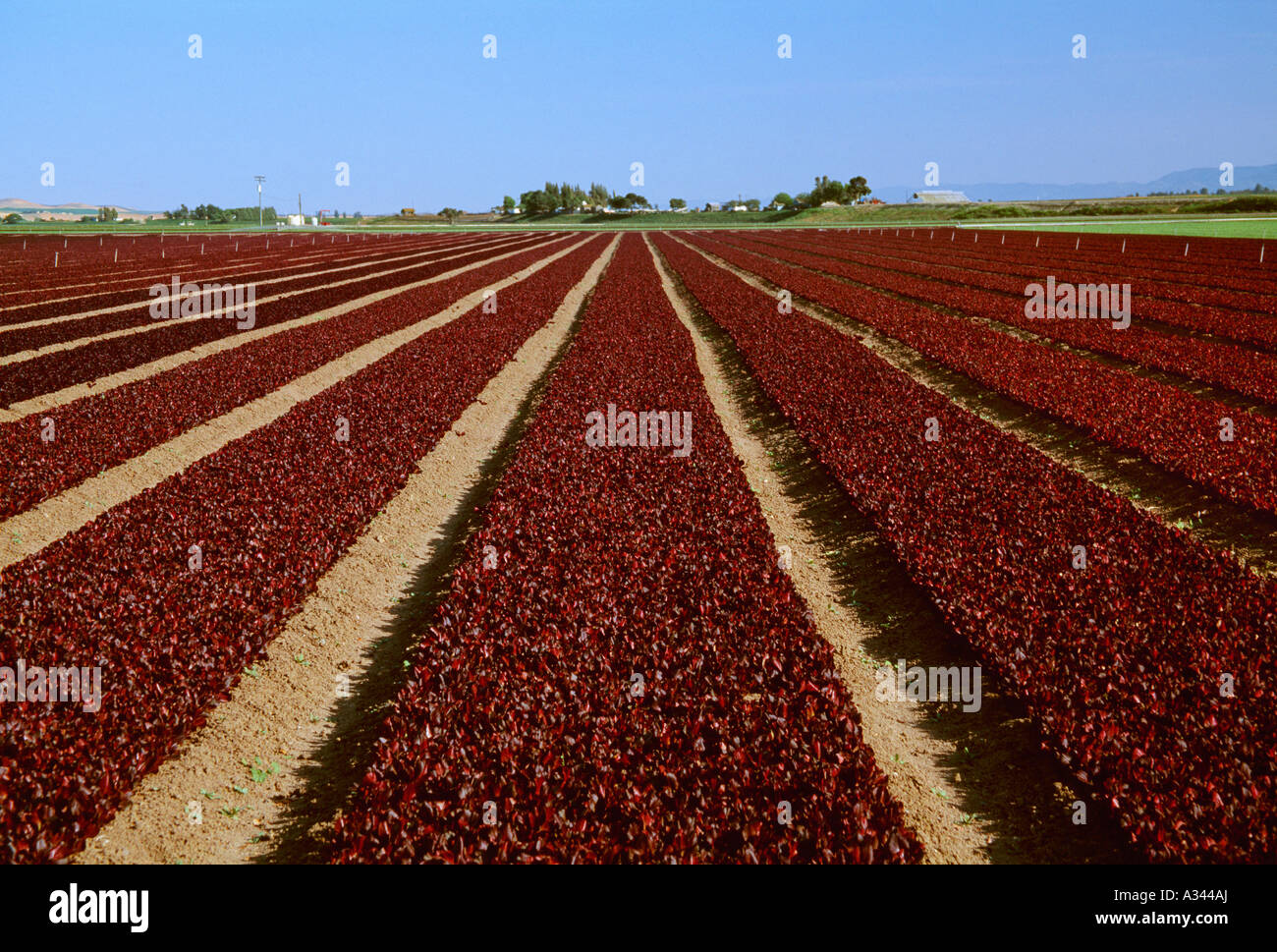 Agriculture - Rows of red specialy salad mix lettuce (Spring Mix ...