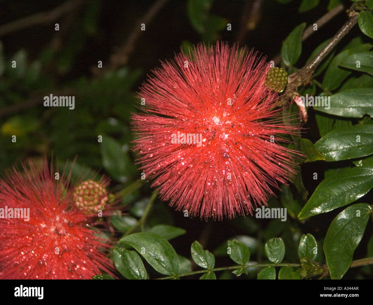 Calliandra Haematocephala also known as Red Powder Puff Stock Photo - Alamy