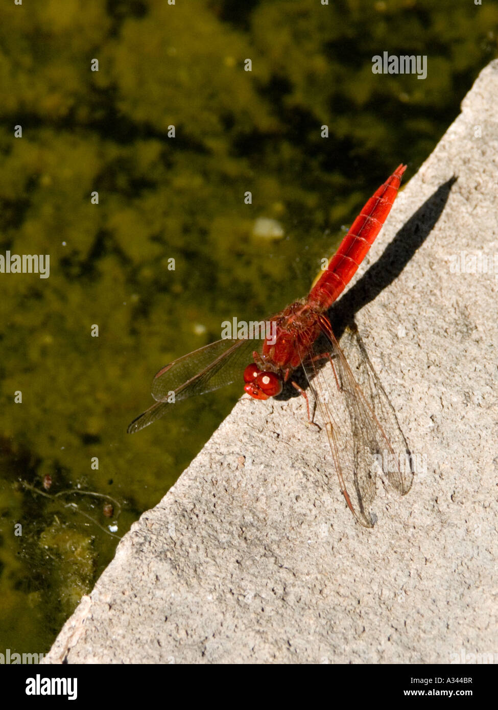 Spanish dragonfly hi-res stock photography and images - Alamy