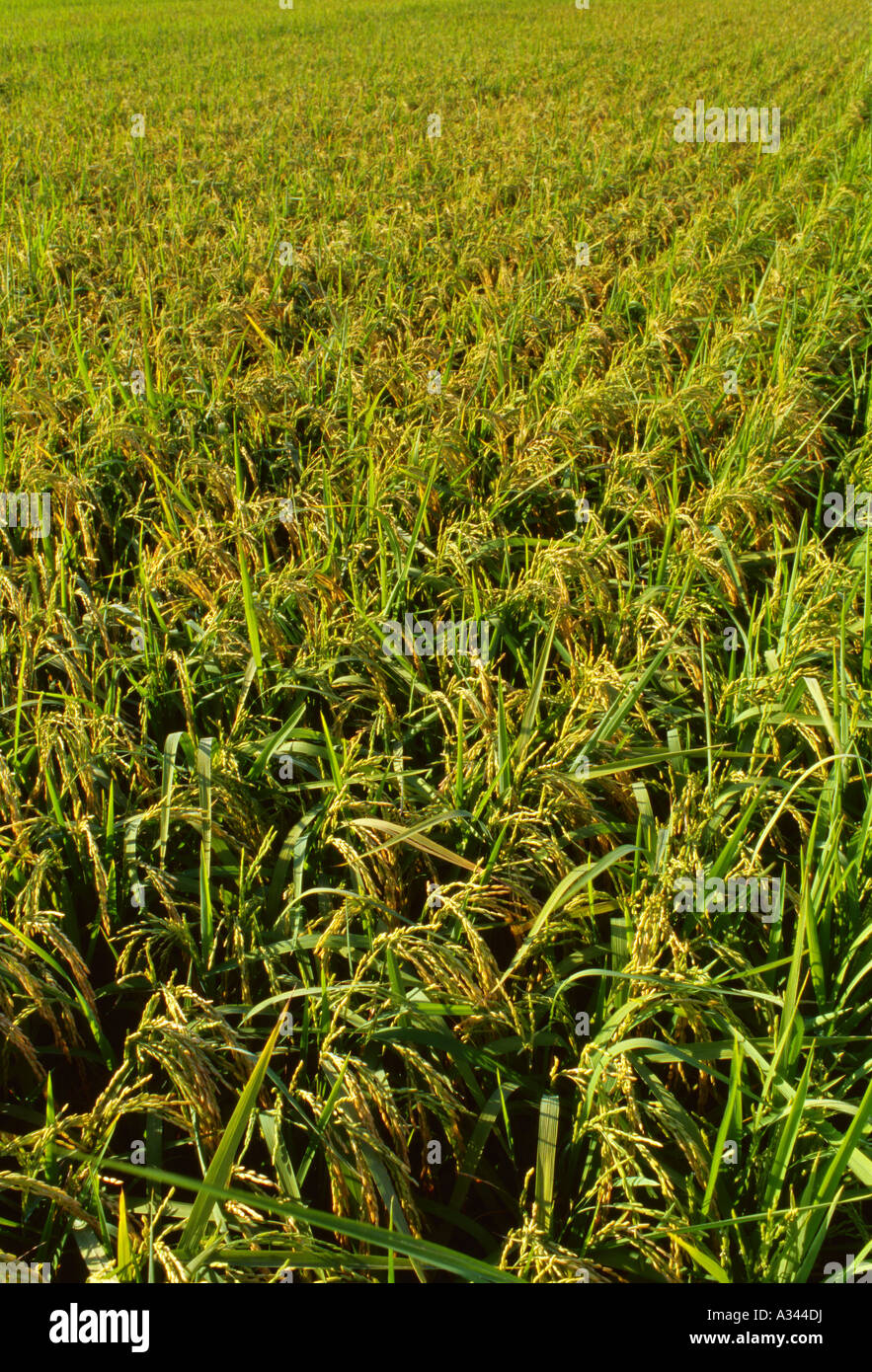 Agriculture - Rows of mid growth rice plants with fully formed heads ...