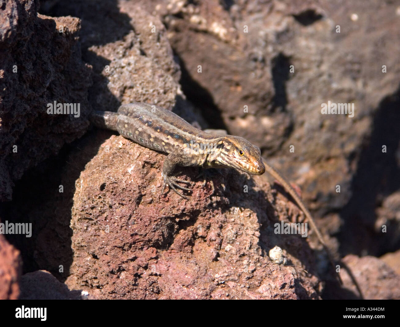 Gallotia Galloti Canarian Lizard female Stock Photo - Alamy