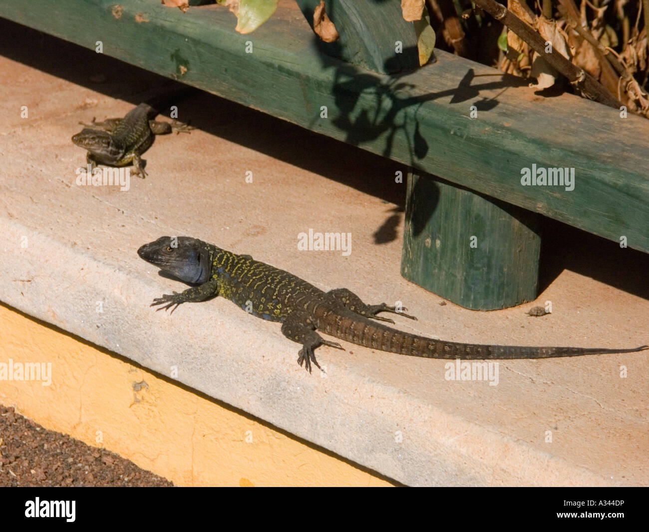 Gallotia Galloti Canarian lizard, male and female Stock Photo - Alamy