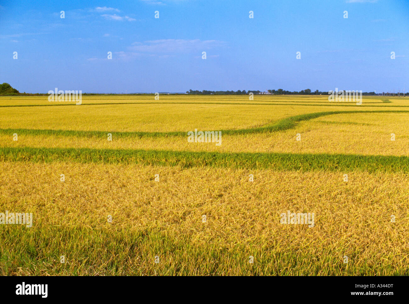 Agriculture - Field of mature rice with fully formed heads 3 to 4 weeks ...