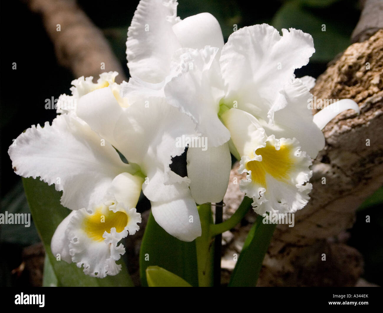 Frilled hi-res stock photography and images - Alamy