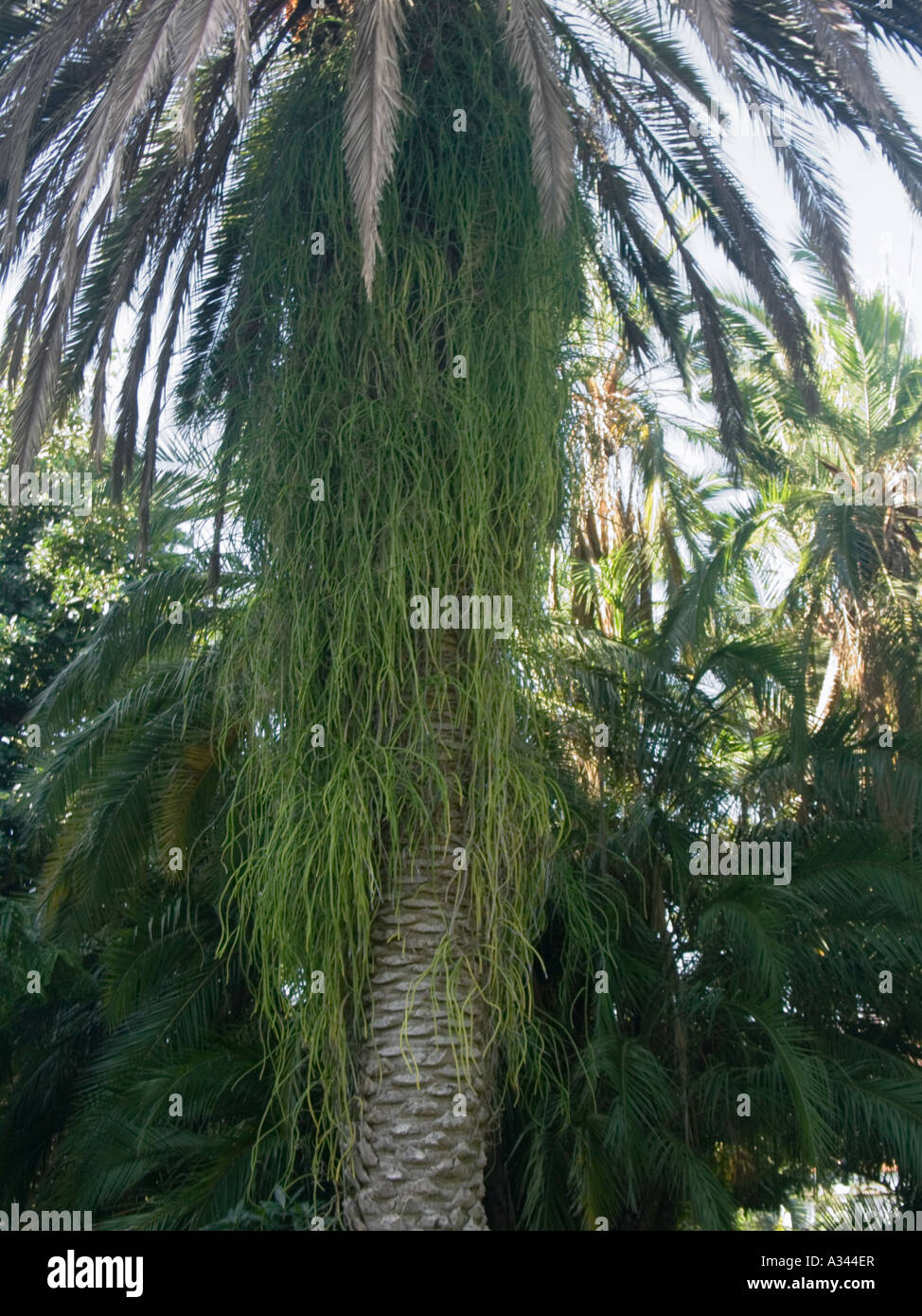 Palmera tropical hi-res stock photography and images - Alamy