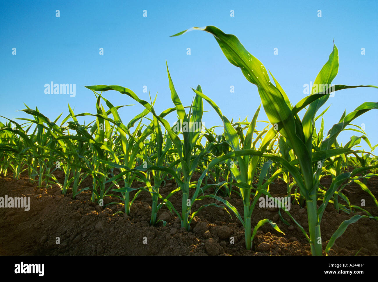 Corn crop field mexico hi-res stock photography and images - Alamy