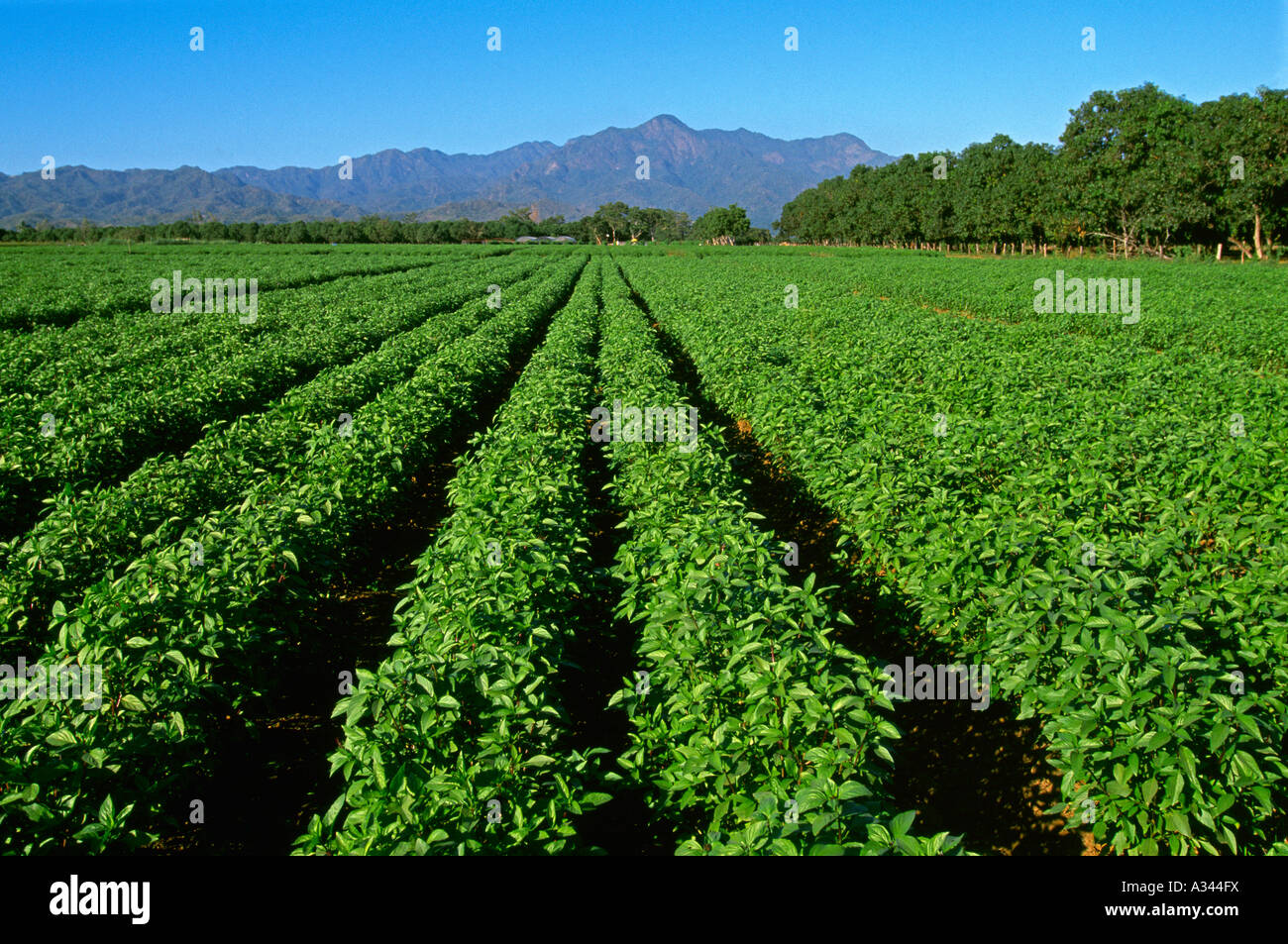 Basil field hi-res stock photography and images - Alamy