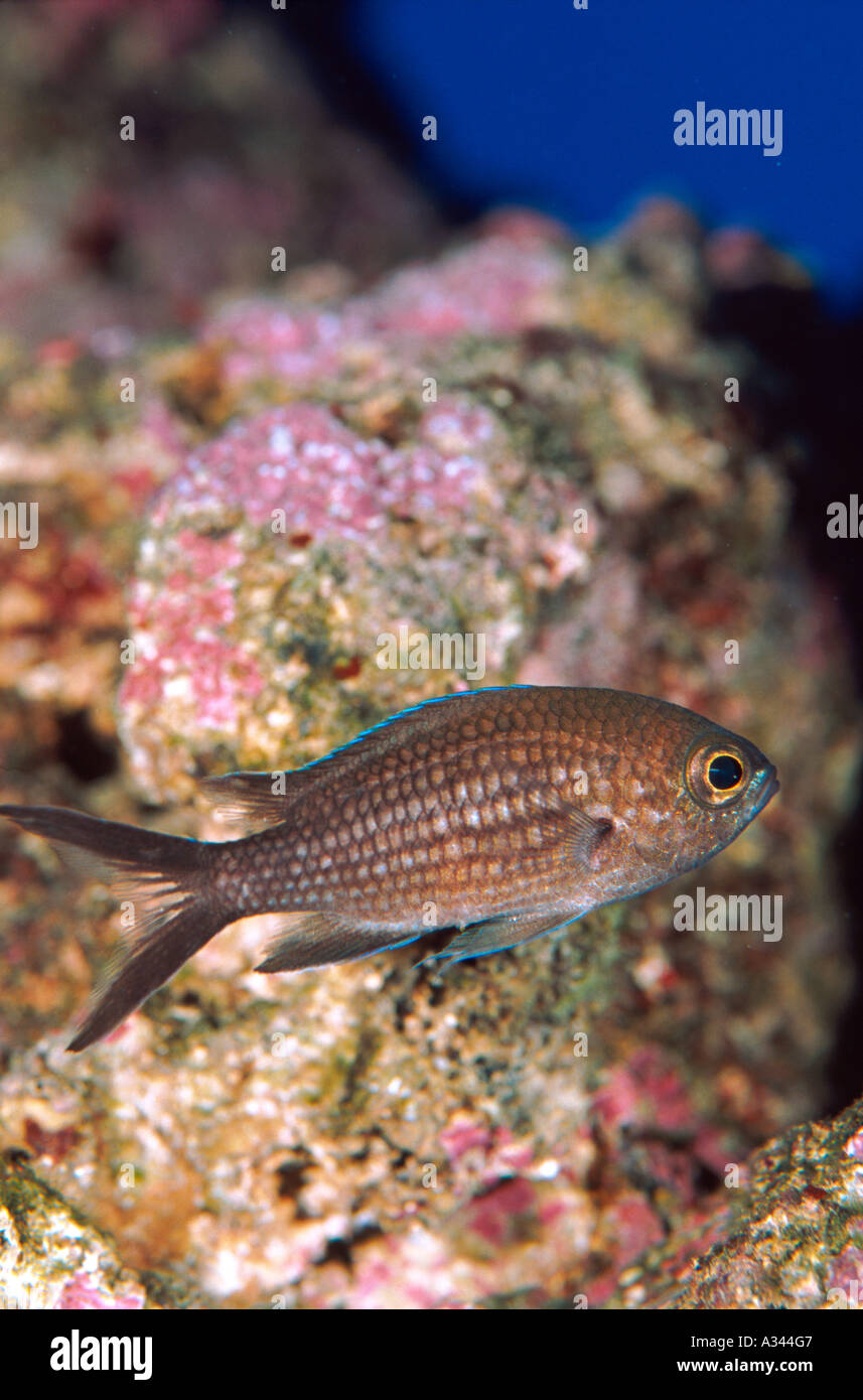 Sea gray Chromis Aquarium Stock Photo - Alamy