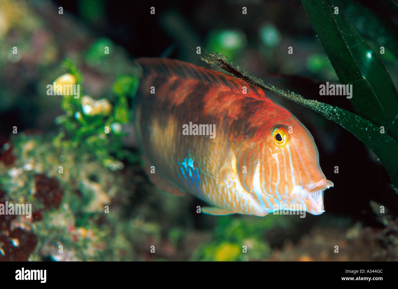 Green razor fish hi-res stock photography and images - Alamy