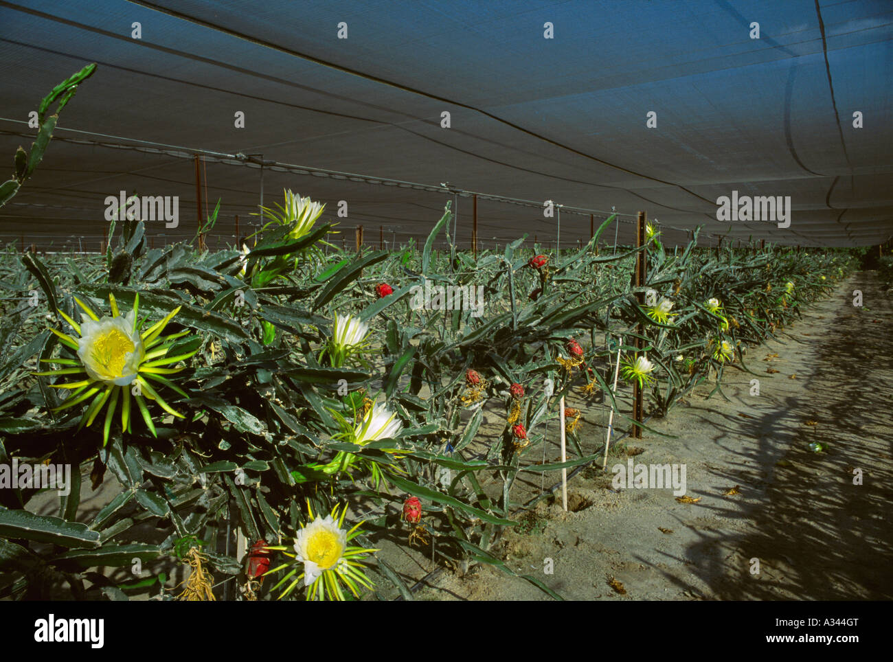 Dragon fruit production hi-res stock photography and images - Alamy