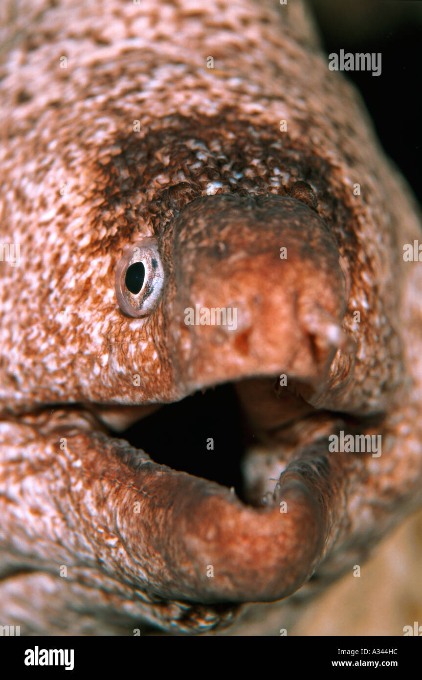 Mediterranean moray Muraena helena Stock Photo - Alamy