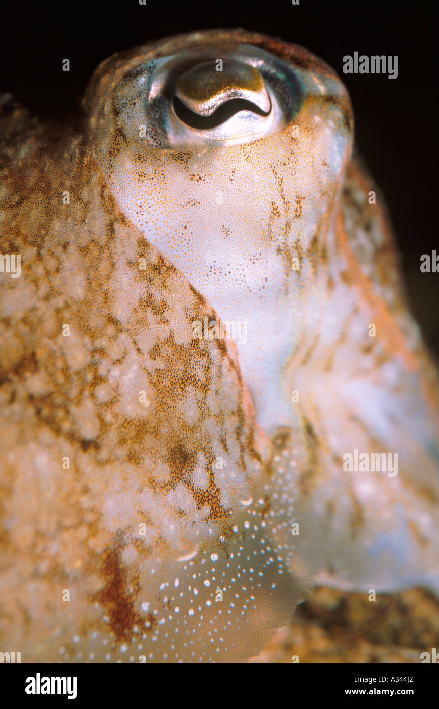 Cuttlefish Sepia officinalis Stock Photo - Alamy