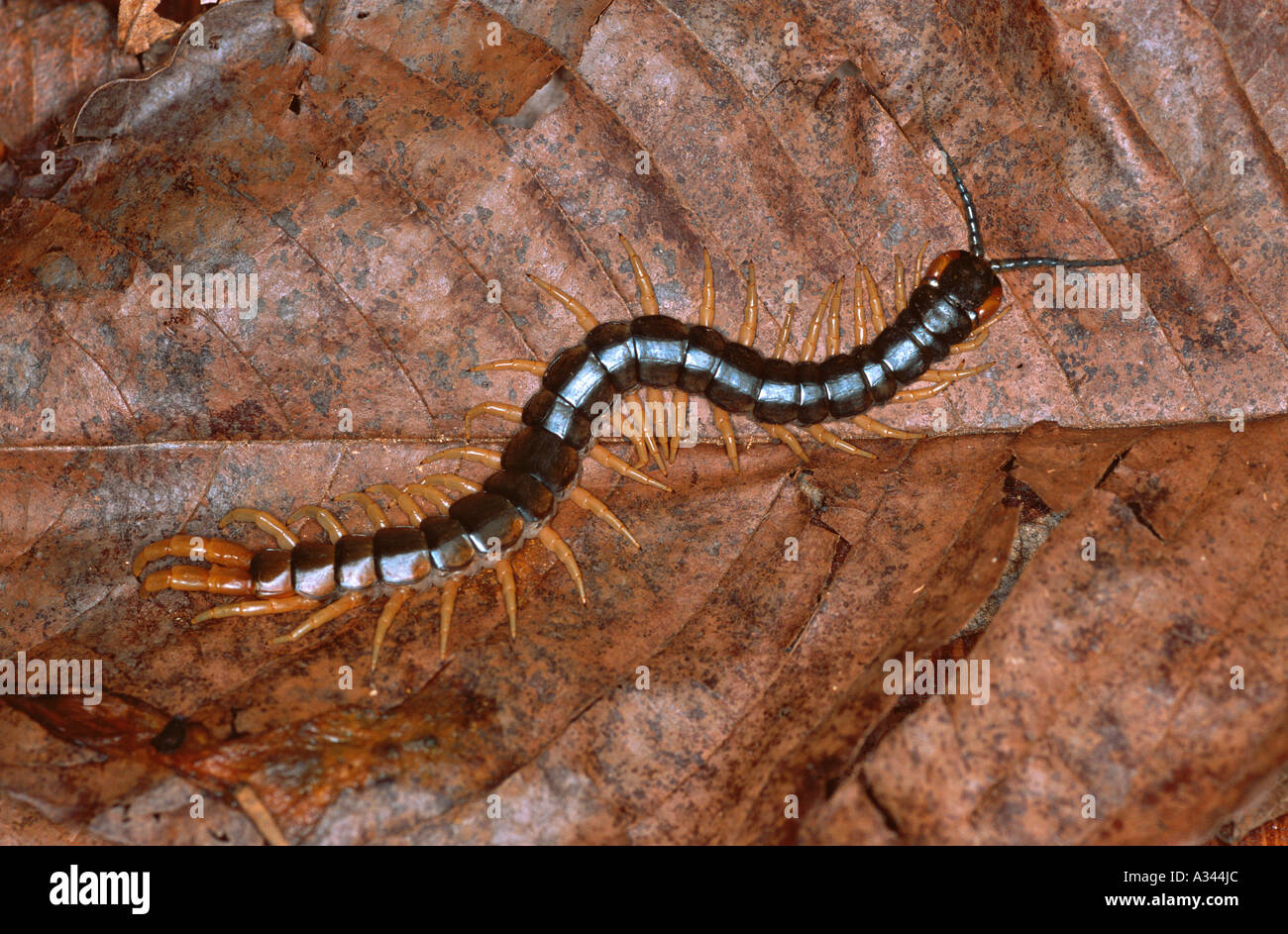 Centipede sting hi-res stock photography and images - Alamy
