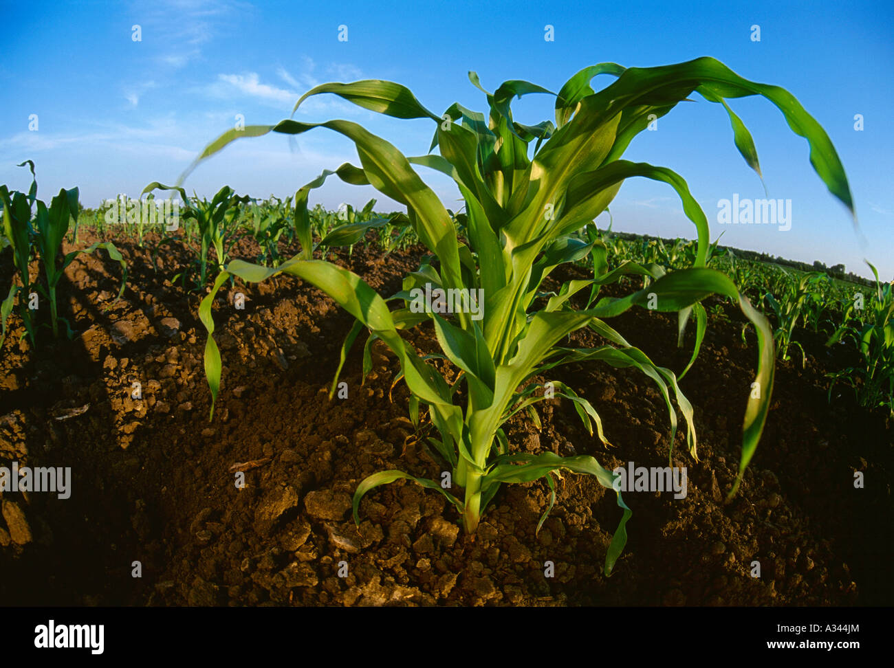 Agriculture Stalk Of Mid Growth Pre Tassel Stage Sweet Corn In A Field Manitoba Canada