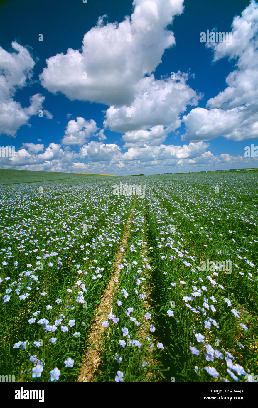 Agriculture - Sloping field of mid growth blooming flax plants in early ...