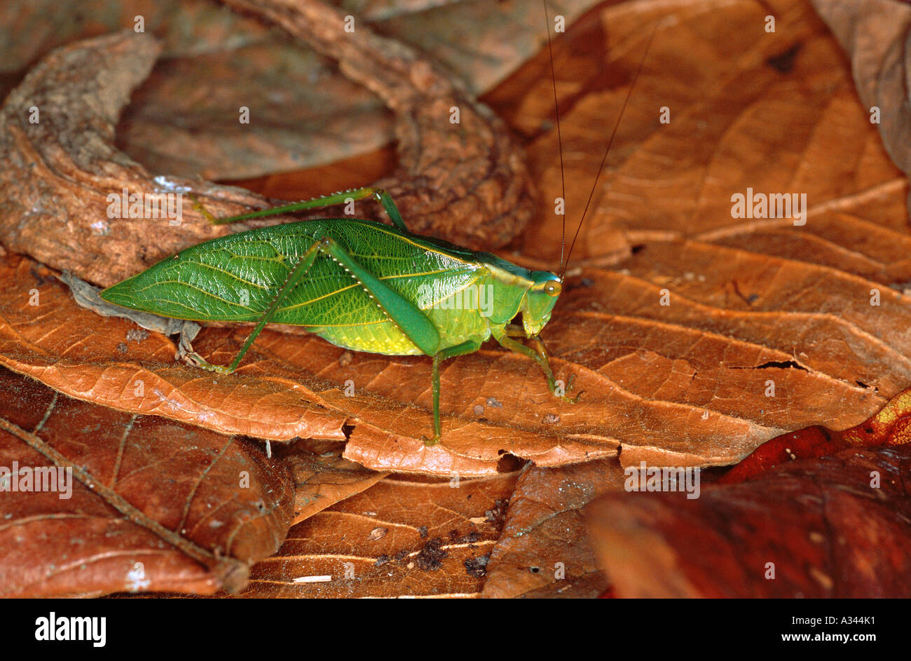 Pest insect damage grasshopper hi-res stock photography and images - Alamy