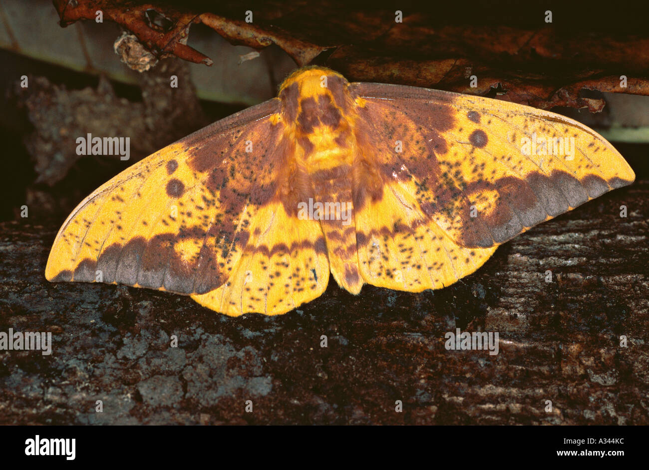 Eacles imperialis moth Nicaragua Stock Photo - Alamy