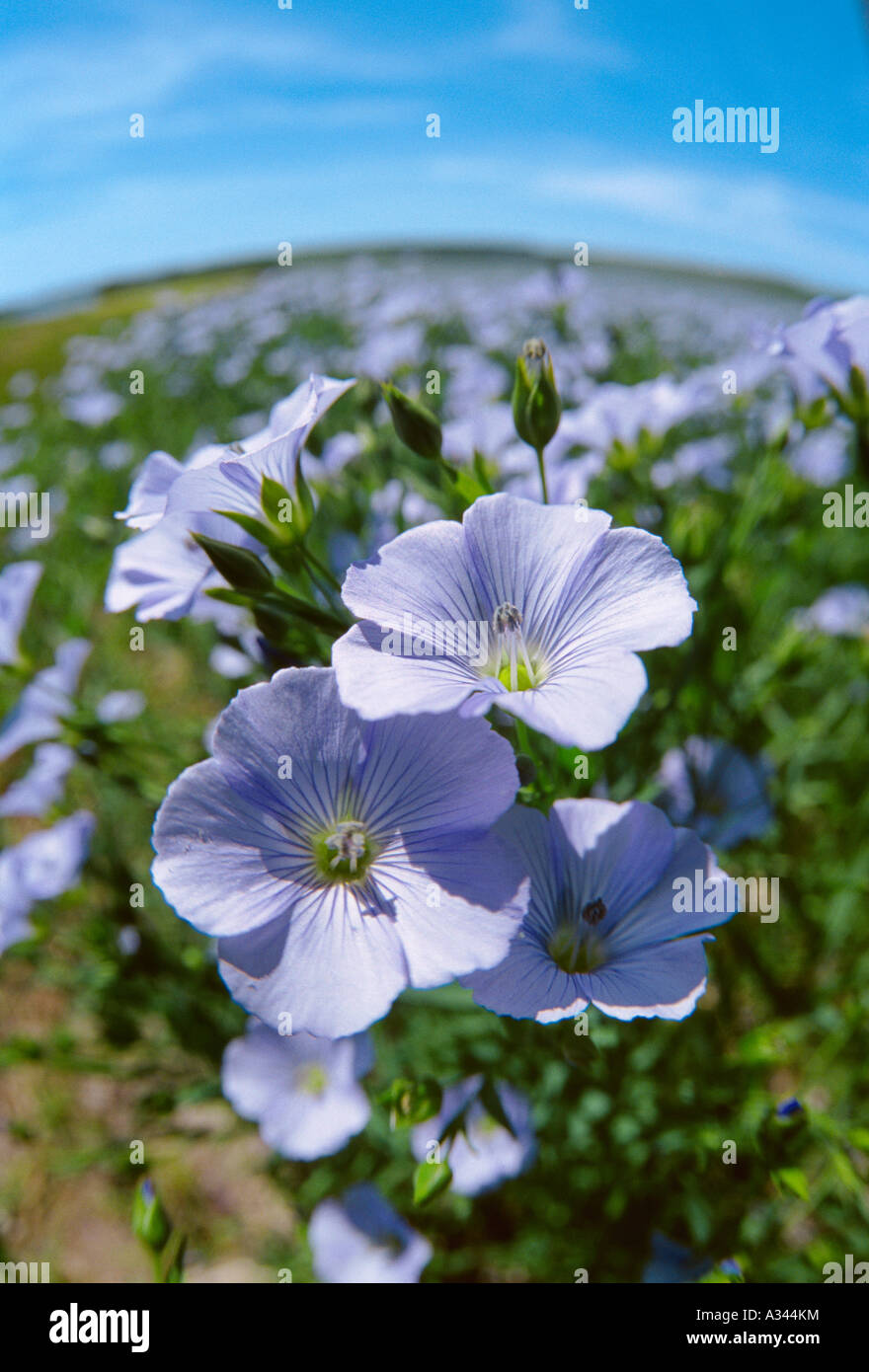 Agriculture - Closeup of flax blossoms in the field in early summer ...
