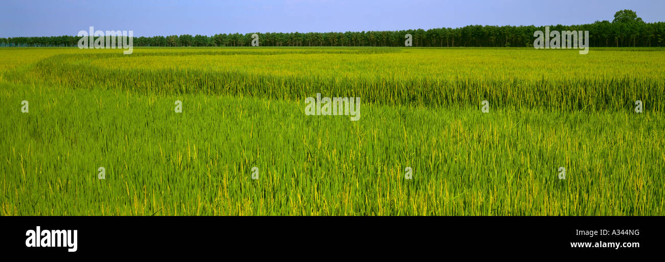 Agriculture - Crop of mid growth rice in the early heading stage ...